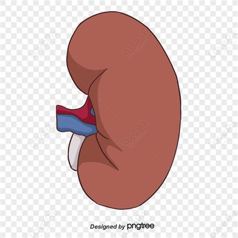 인체 일러스트구멍사람 기관인간 Png 일러스트 무료 다운로드 Lovepik