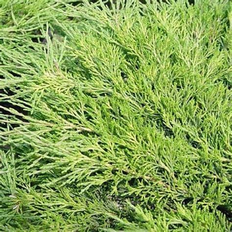 Mini Arcade Juniper Juniper Buy At Nature Hills Nursery