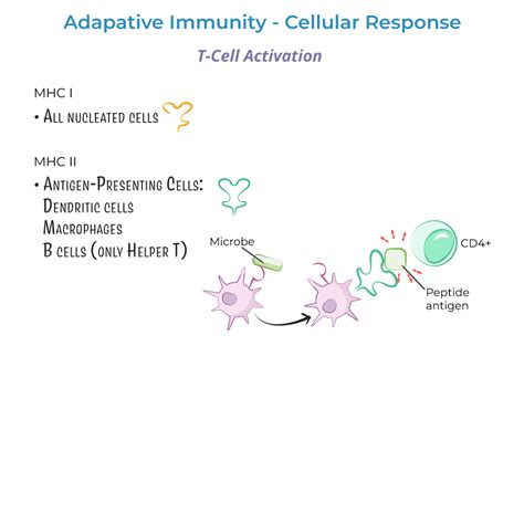 Clinical Pathology Glossary Adaptive Immunity Cellular Response