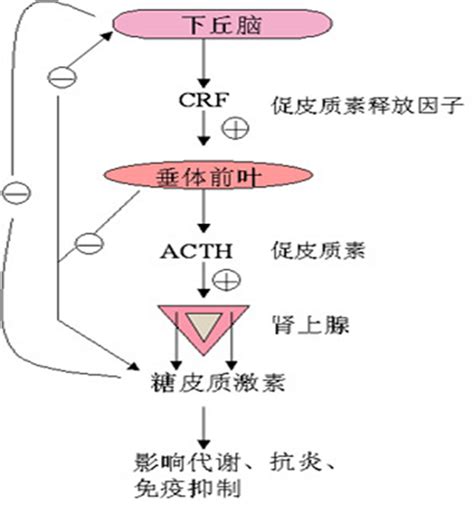 医科普：促肾上腺皮质激素 acth 知多少？ 玉溪市人民医院