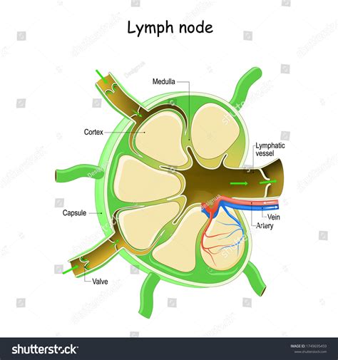 Vektor Stok Lymph Node Anatomy Labeled Diagram Showing Tanpa Royalti