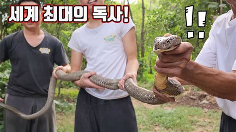 물리면 단 몇분만에 사망한다는 세계 최대의 독사 킹코브라 왜 이렇게까지 해야할까요 Youtube