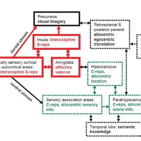 A Schematic Model Of Memory Encoding Showing The Approximate Download Scientific Diagram