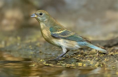 Lazuli Bunting Passerina Amoena