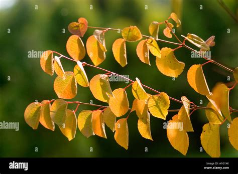 Yellow Orange Leaves Of Katsura Tree Cercidiphyllaceae Cercidiphyllum Japonicum Japan Stock