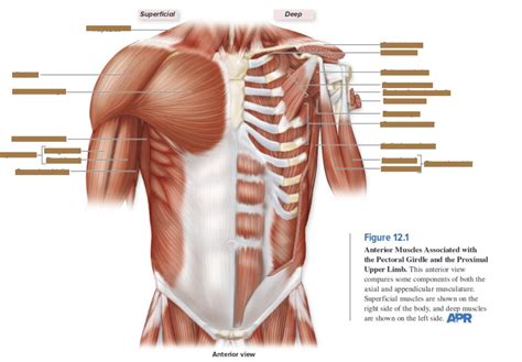 Muscles That Move The Pectoral Girdle The Glenhumeral Jointarm