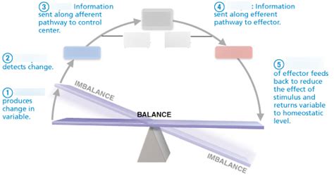 Efferent Pathway