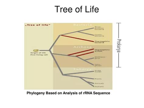 Ppt Tree Of Life Powerpoint Presentation Free Download Id4515616