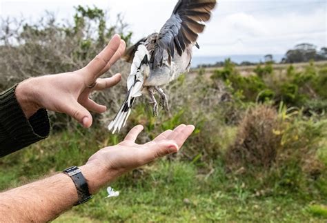 Bird Ringing Bringing Knowledge And Delight Groundup
