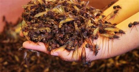 ¡ya Es Tiempo De Chicatanas Conoce Su Importancia Infórmate Y Más