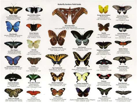 Colorful Butterflies In Different Sizes Butterfly Species List