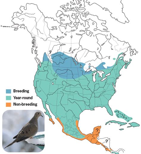 All About Doves And How To Attract Them Wild Birds Unlimited Wild
