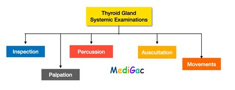 How To Examine The Thyroid Gland MediGac