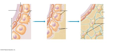 Bone Cells Unlabeled Diagram Quizlet