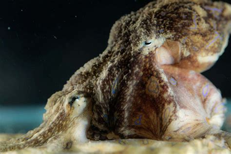 Male Octopus Injects Female With Venom During Sex To Avoid Being Eaten New Scientist