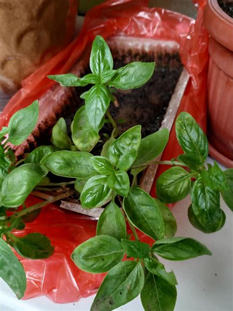 Екологичното възпитание в предучилищна възраст е своеобразен организиран процес на педагогическо