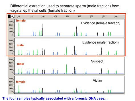 PPT Fundamentals Of Forensic DNA Typing PowerPoint Presentation Free Download ID