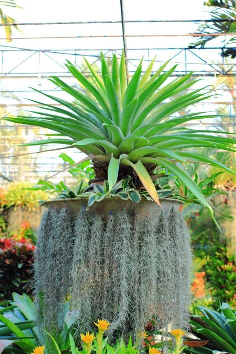 Tree Decorations For Spring At Harvey Horton Blog