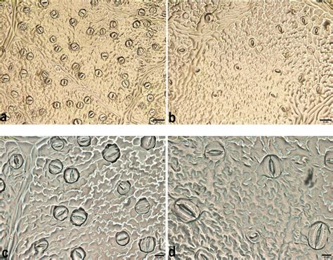 Stomata Of Hybrid Hazelnut Observed Under An Optical Microscope