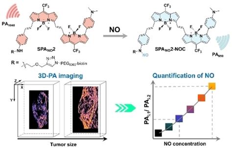 A Nir‐ii Photoacoustic Probe For High Spatial Quantitative Imaging Of Tumor Nitric Oxide In Vivo