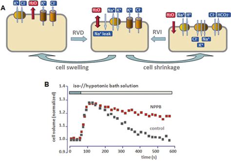 Cell Responses To Shrinkage And Swelling A Under Steady State