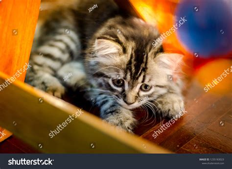 Persian Tabby Kitten Stock Photo Shutterstock