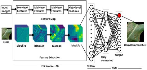 Optimized Crop Disease Identification In Bangladesh A Deep Learning And Svm Hybrid Model For