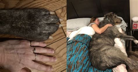 50 Photos People Have Posted Of Their Irish Wolfhounds That Show How