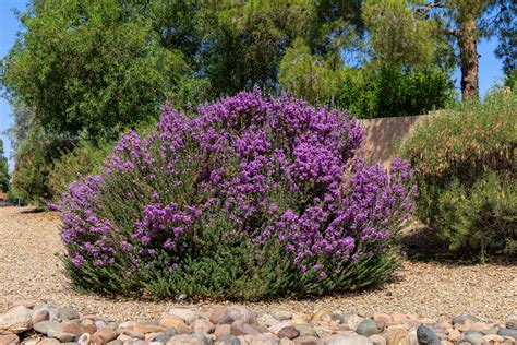 Top Drought Resistant Plants That Thrive In Texas Heat Texas Landscape Creations