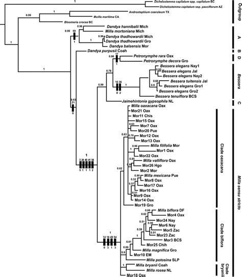 majority rule consensus tree obtained from the bayesian inference