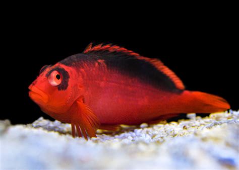 Marine Hawkfish Aquarium Gallery