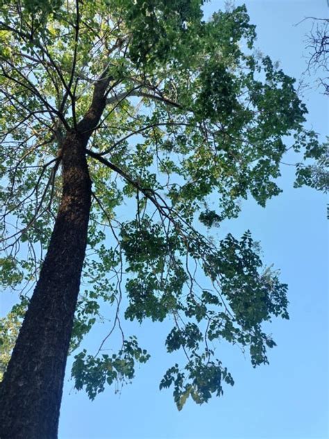 Stem Texture Tree Co Stock Image Image Of Blossom Grove 351484917