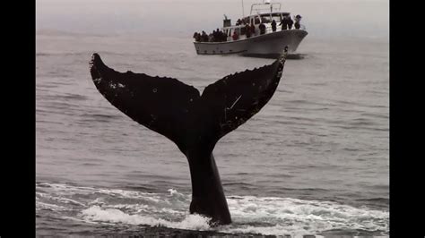 6.4.14 Tail Slapping Humpback Whale Monterey, California - YouTube