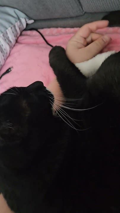 손 주는 고양이 수달 Youtube