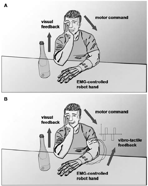Disruption Of Sensory Motor Coupling The Disruption Of The