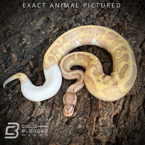 Sub Adult Banana Pied Ball Python