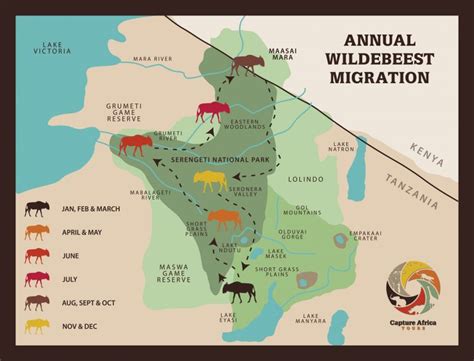 Month By Month Guide To The Wildebeest Migration Capture Africa Tours