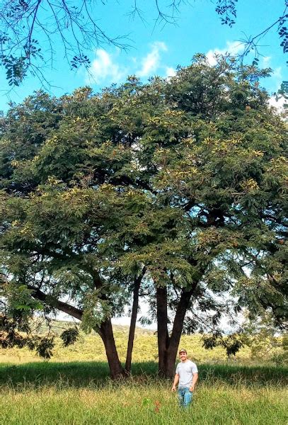 Dimorphandra Wilsonii Faveiro De Wilson Biologia Da Paisagem
