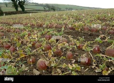 Mature Swede Brassica Napobrassica Crop At Harvest In Mid Devon Stock