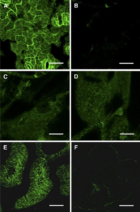 Fluorescence Activated Cell Sorting Analysis Of Nuclei From 1 Week Old Download Scientific