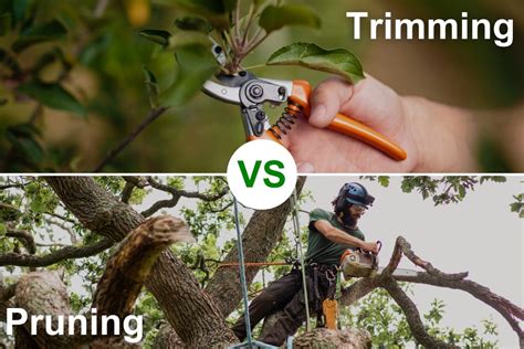 Tree Trimming Vs Tree Pruning The Difference Explained Clean Cut Trees