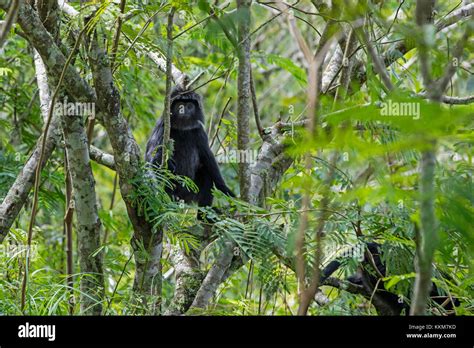 Javan Lutung Javan Langur Trachypithecus Auratus In Tree In