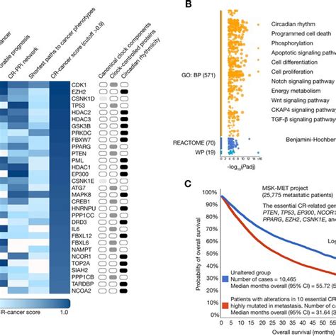The Circadian Rhythms And Circadian Clock A The Circadian Timing Download Scientific Diagram