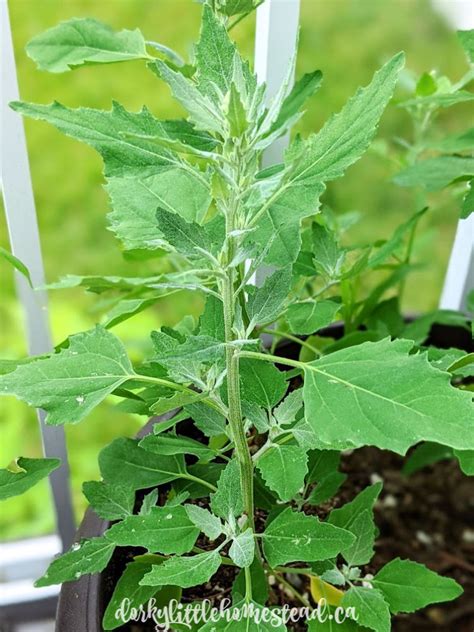 Lambs Quarter Recipes At William Long Blog