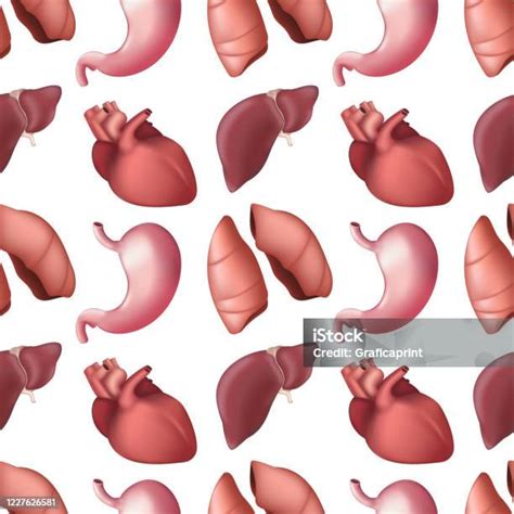 내부 인간의 장기의 원활한 패턴 흰색 배경에 고립 된 간 폐 심장 및 위장의 벡터 그림 섬유 또는 포장지에 인쇄에 적합 3차원 형태에 대한 스톡 벡터 아트 및 기타 이미지