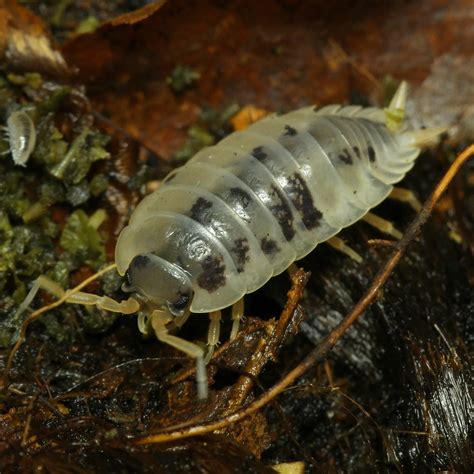 Porcellio Laevis Milkback