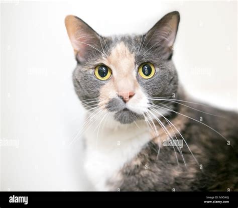Muted Calico Personality At Gabrielle Miller Blog