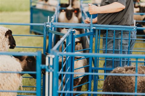 2 Way Sorting Gate 910 Sydell Inc