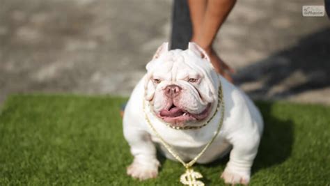 Exotic Bully Everything You Need To Know About The Exotics