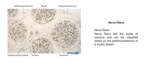 002nerve Tissue And Nerve Systempdf Brain And Nervous System